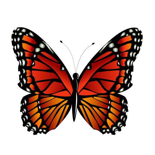 Rainbow monarch butterfly Royalty Free Vector Image