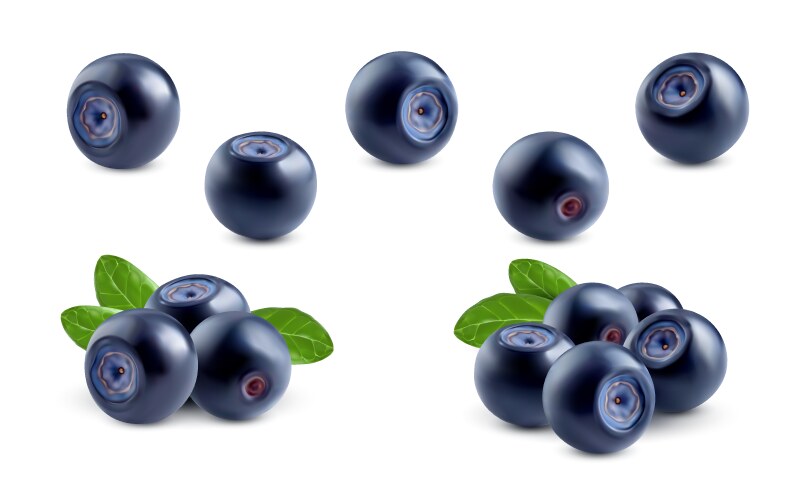 Realistic of blueberry Royalty Free Vector Image