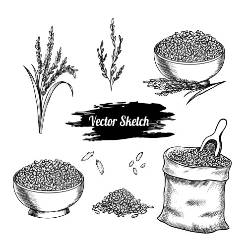 Rice hand drawn sketch Royalty Free Vector Image