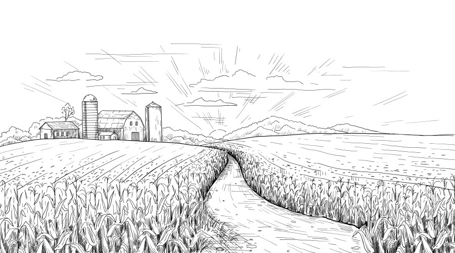 Corn Field Vector Images (over 15,000)