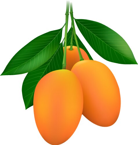 Mango Vector Images (over 20,000)