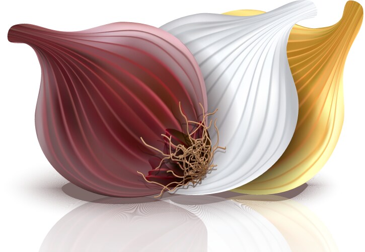 Two onions Royalty Free Vector Image - VectorStock