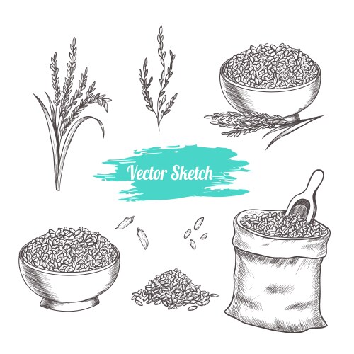 Rice hand drawn sketch Royalty Free Vector Image