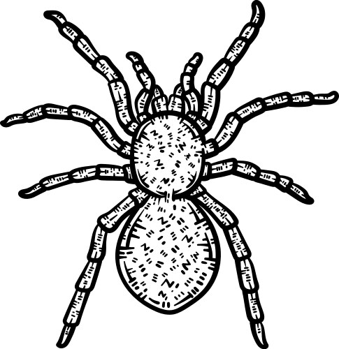 Spider Coloring Page Vector Images (over 700)