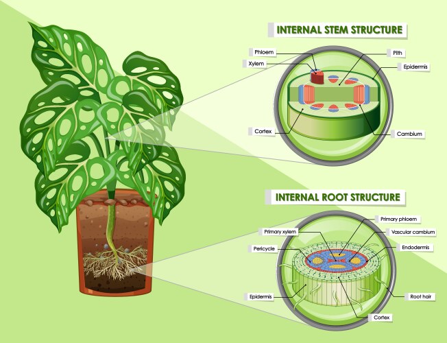 Diagram showing stem and root structure Royalty Free Vector