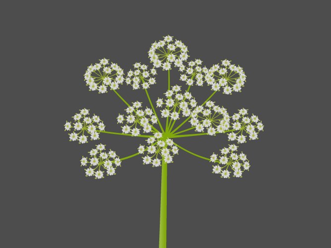 Life cycle of regular cumin plant Royalty Free Vector Image