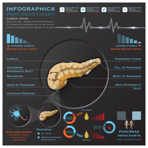 Pancreas Vector Images (over 6,400)