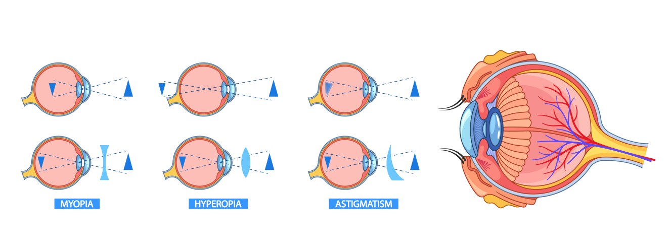 Infographic showcases the detailed anatomy Vector Image