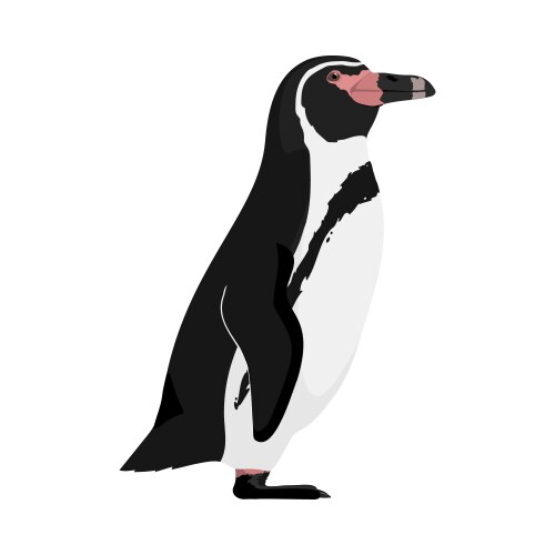 Penguin Side View Vector Images (78)