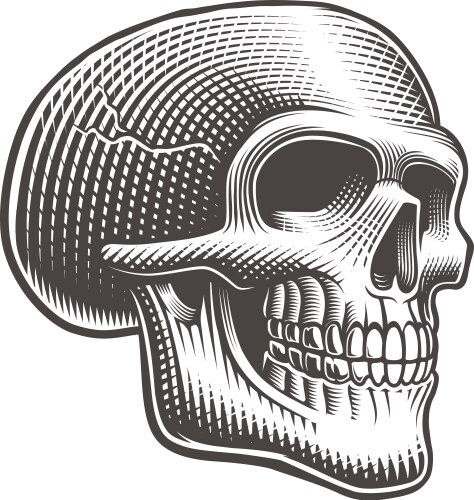 Skull Profile Vector Images (over 6,200)