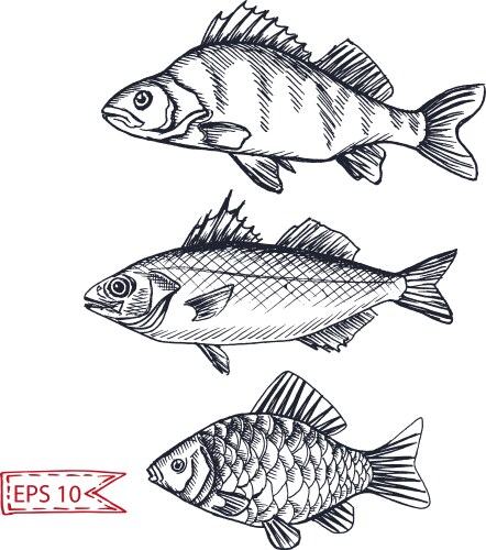 Pollock fish side view sketch Royalty Free Vector Image