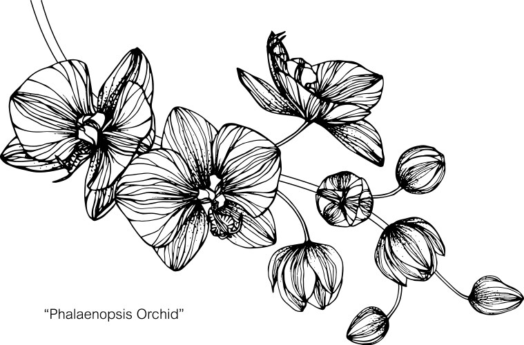 Bee flies to flower sketch Royalty Free Vector Image