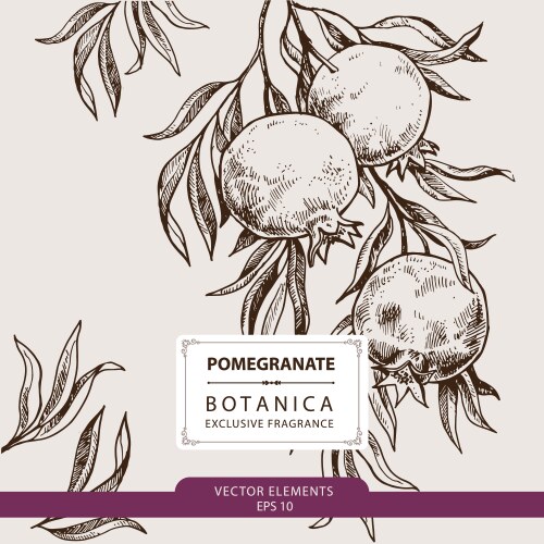 Pomegranate Vector Images (over 20,000)