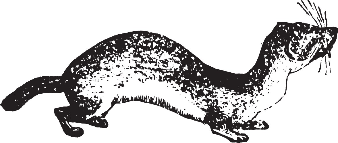 Weasel Drawing Vector Images (over 800)