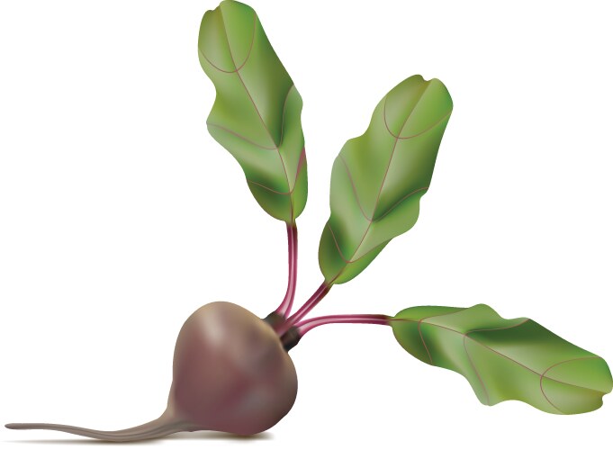 Beet Vector Images (over 16,000)