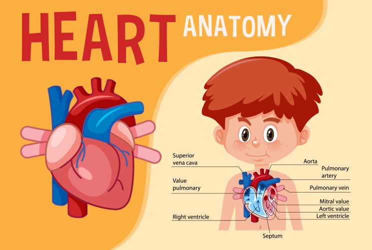 Information poster human heart diagram Royalty Free Vector