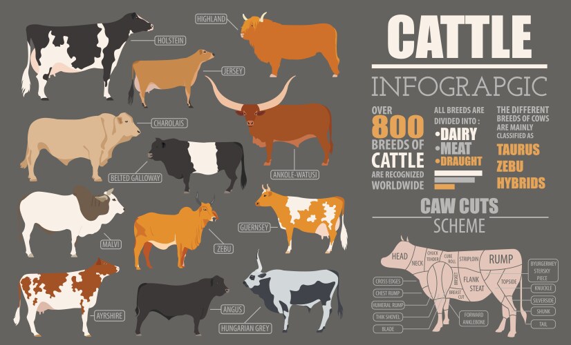 Cattle farming infographic template cow bull calf Vector Image