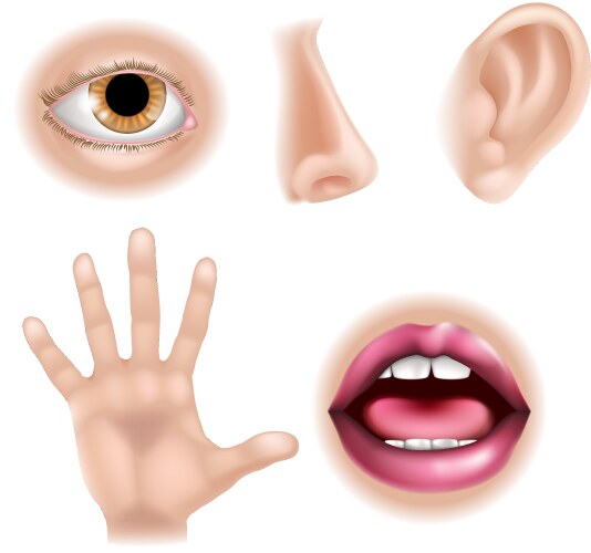 Body Parts Clipart Vector Images (over 1,100)