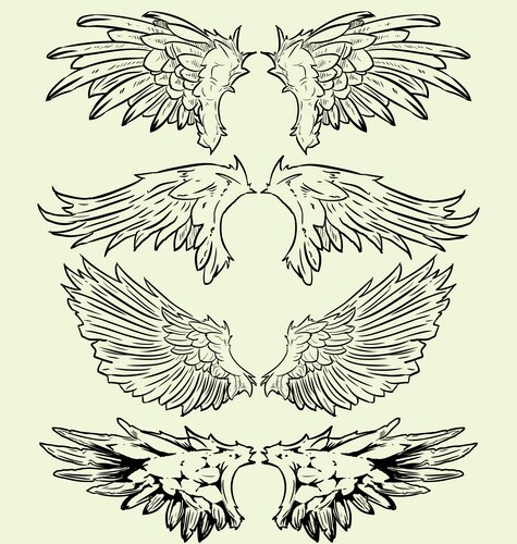 Wings sketch set Royalty Free Vector Image - VectorStock