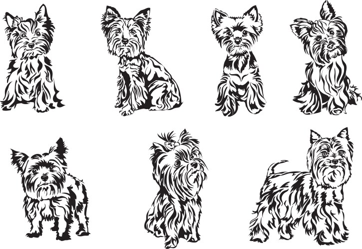 Yorkshire terrier - set isolated Royalty Free Vector Image