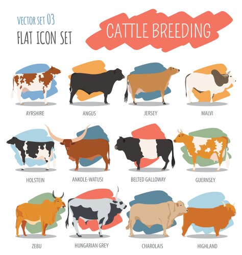 Cattle farming infographic template cow bull calf Vector Image
