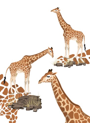 Giraffe realistic african animal wildlife Vector Image