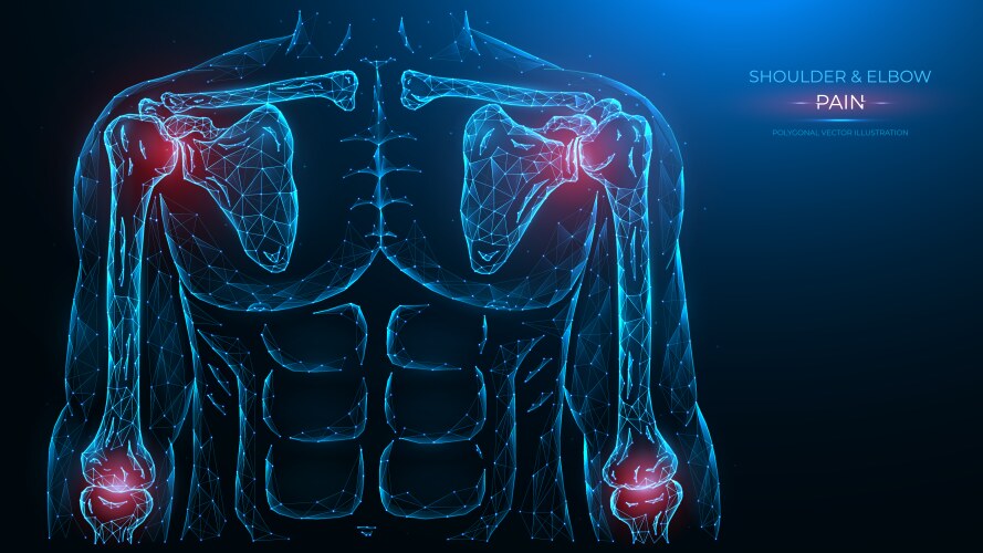 Shoulder joint and human body front side view Vector Image