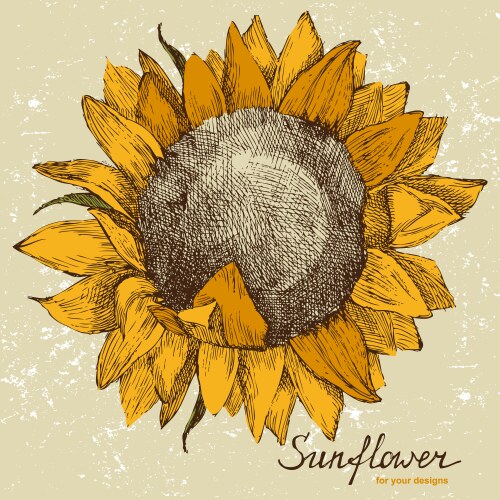 Sunflower Vector Images (over 50,000)