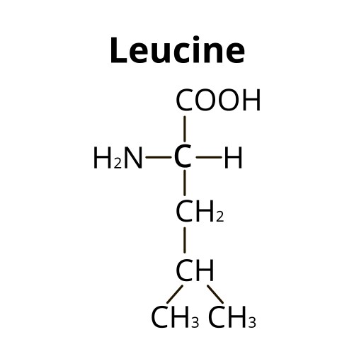 Amino acid leucine chemical molecular formula Vector Image