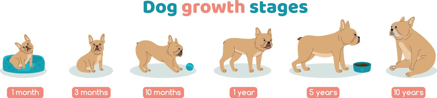 Pets growth stages compositions Royalty Free Vector Image