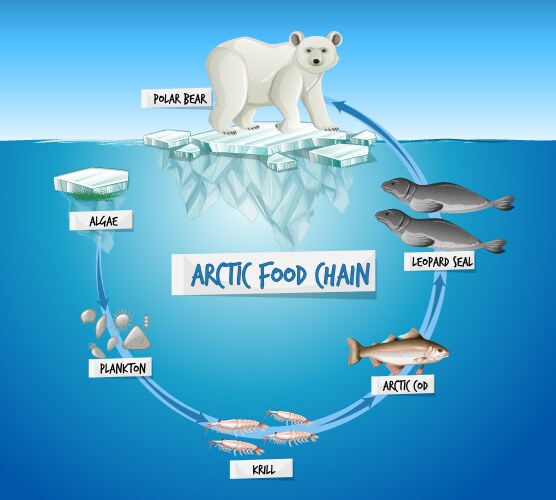 Arctic food chain pyramid Royalty Free Vector Image