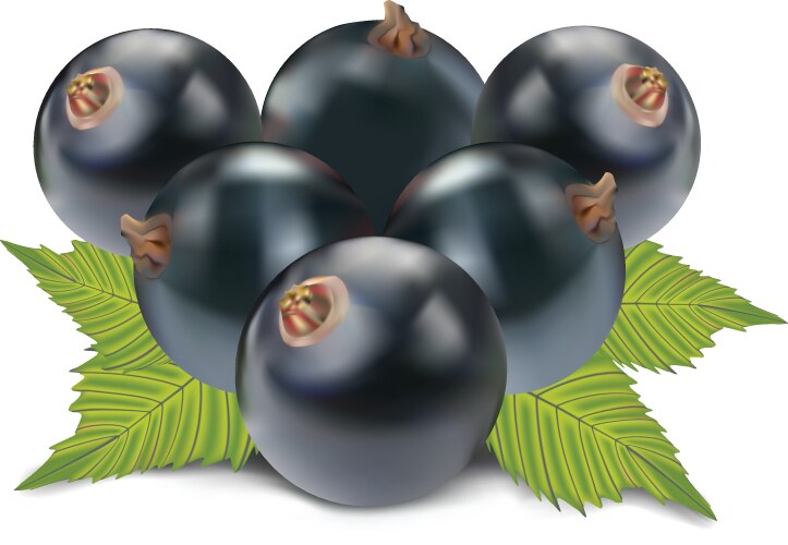 Black currant Royalty Free Vector Image - VectorStock