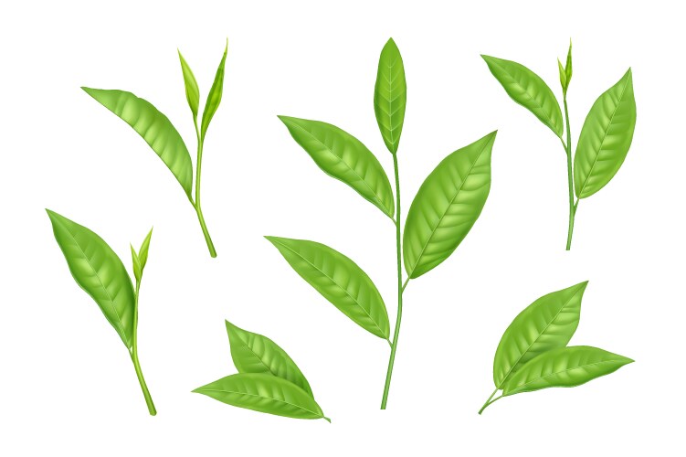 Tea Leaf Vector Images (over 50,000)