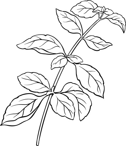 Basil Leaves Drawing Vector Images (over 560)