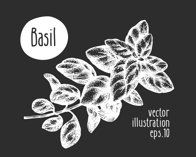 Basil Leaves Drawing Vector Images (over 560)
