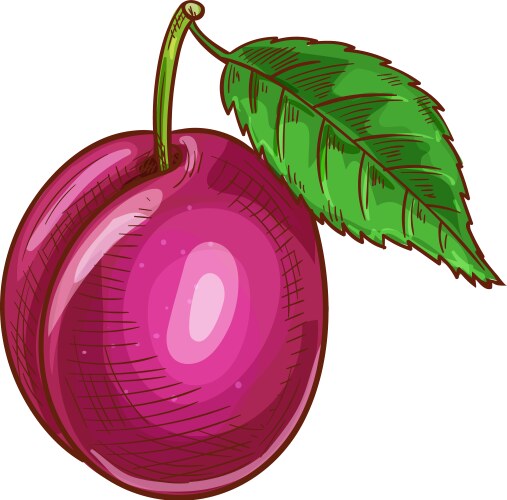 Red plum cartoon Royalty Free Vector Image - VectorStock