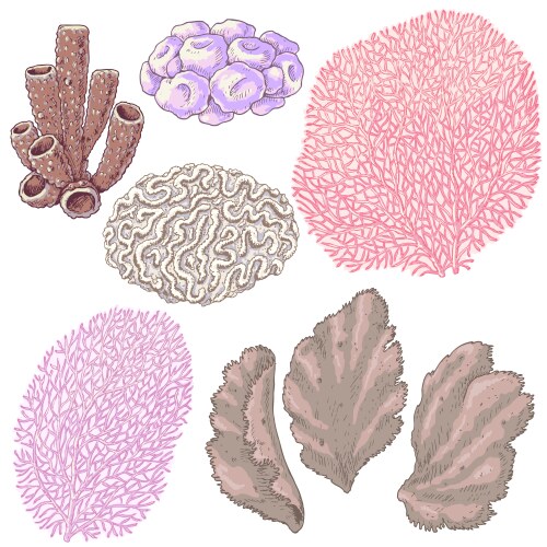 Coral Outline Vector Images (over 10,000)
