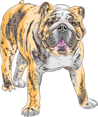 Bulldog Vector Images (over 17,000)