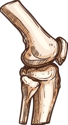Human knee joint anatomy realistic scheme Vector Image