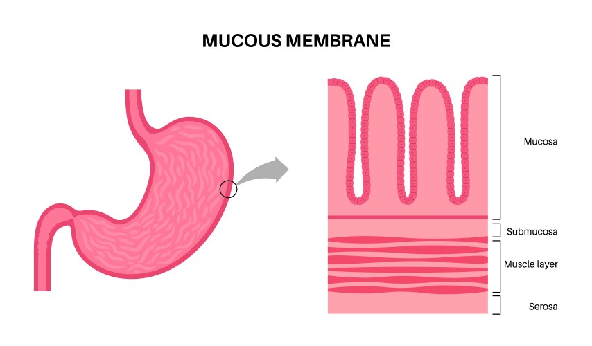 Mucous membrane structure Royalty Free Vector Image