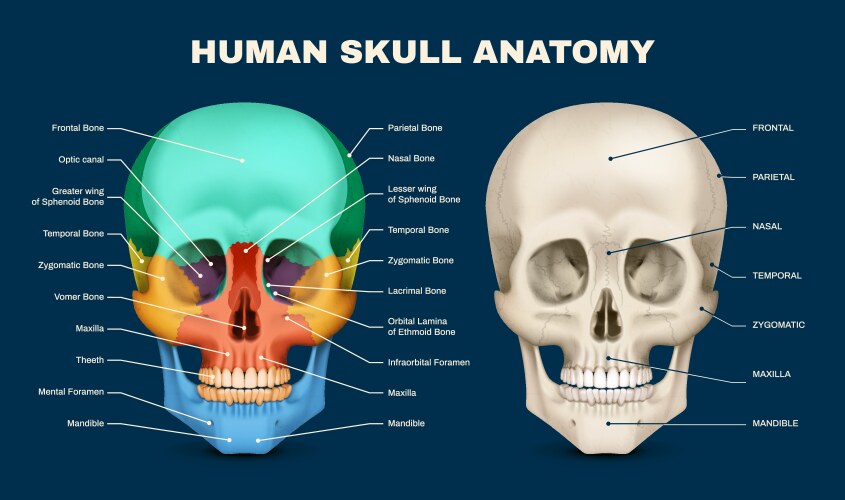 Skull Front Facing Vector Images (over 3,000)
