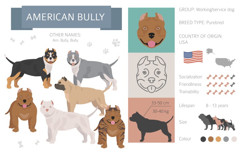 American Bully Vector Images (over 740)