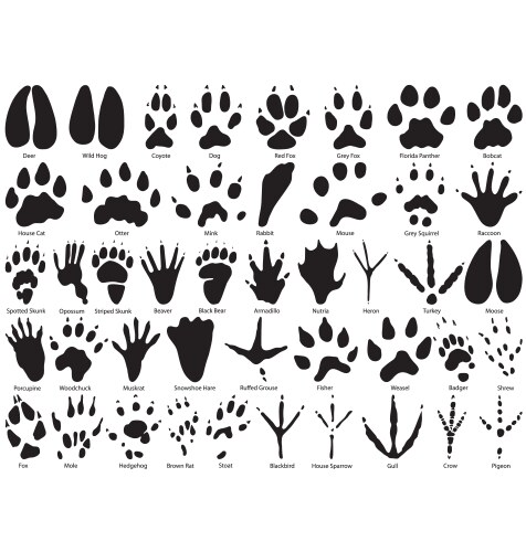 Animal Silhouettes Vector Images (over 620,000)