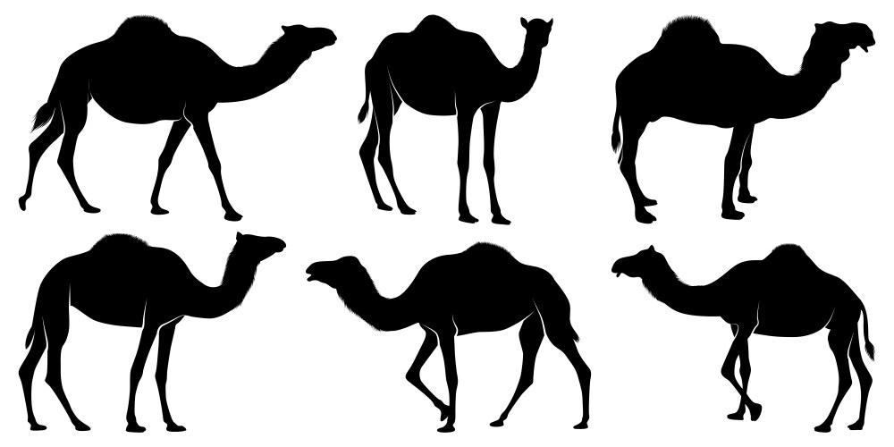 Camel Outline Standing Vector Images (over 120)