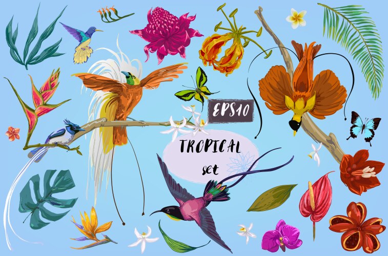 Tropical Birds Vector Images (over 56,000)