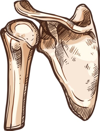 Shoulder Vector Images (over 28,000)