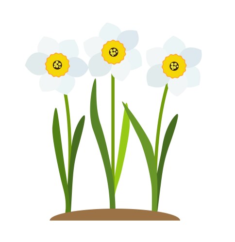 Narcissus flower Royalty Free Vector Image - VectorStock