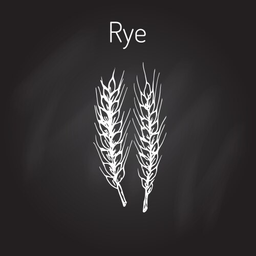 Hand draw rye ears sketch Royalty Free Vector Image