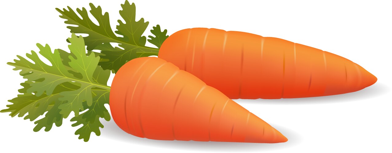 Realistic carrot icon isolated on white Royalty Free Vector