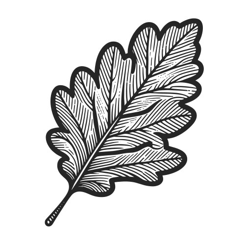 Oak Leaf Vector Images (over 48,000)